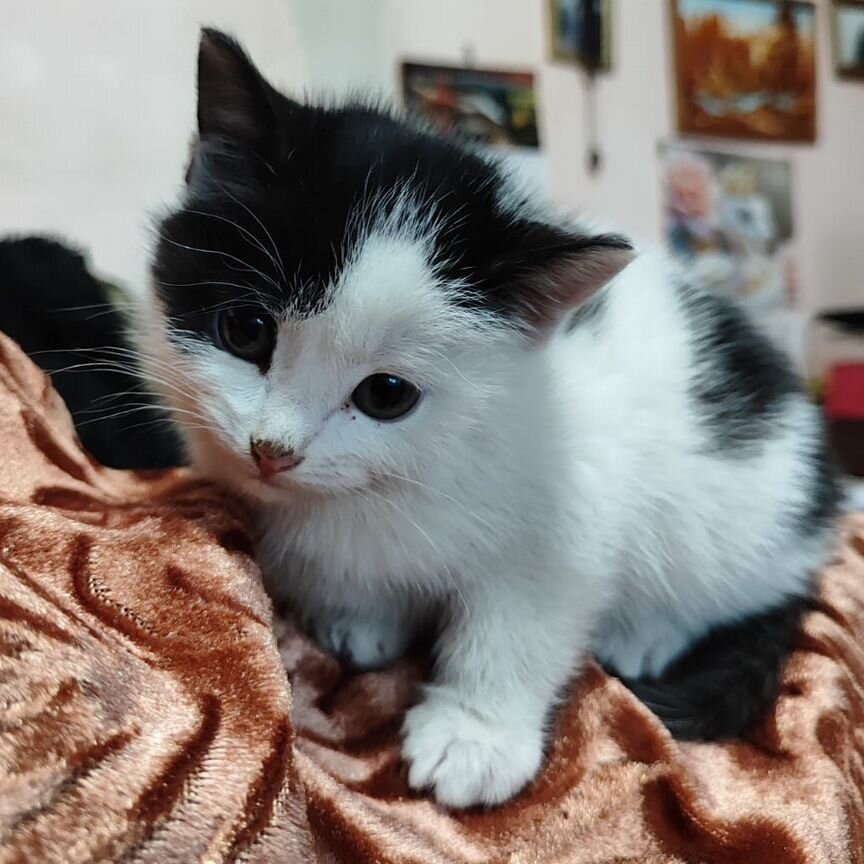 Котёнок в добрые руки