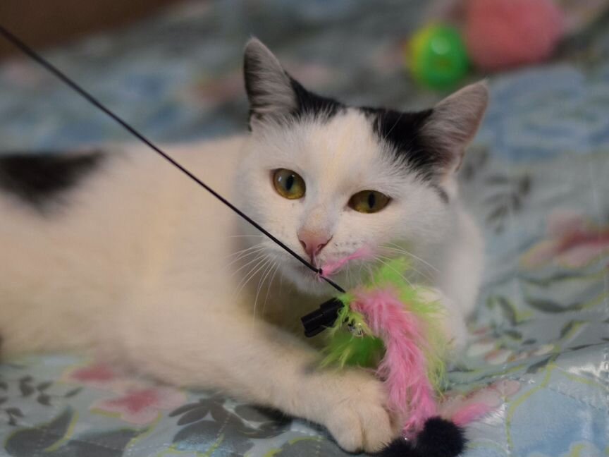 Кошечка Фрося