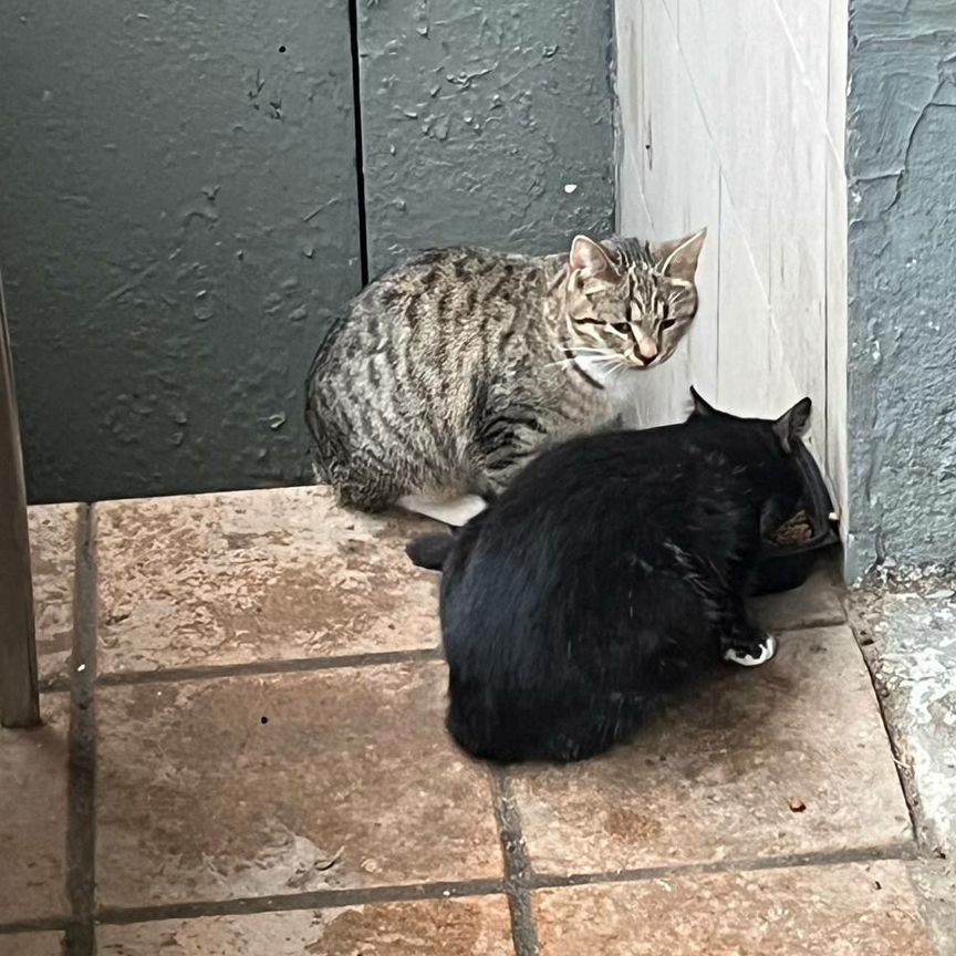 Котята ст.м. Смоленская