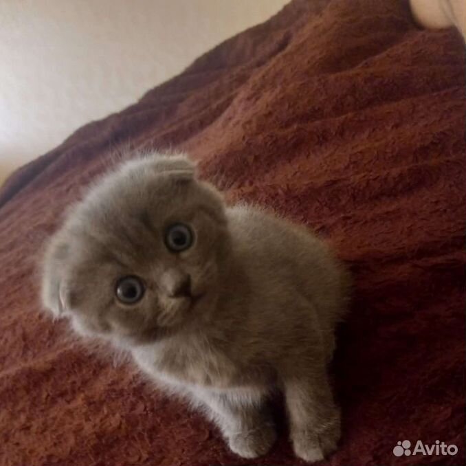 Шотланский вислоухий котёнок