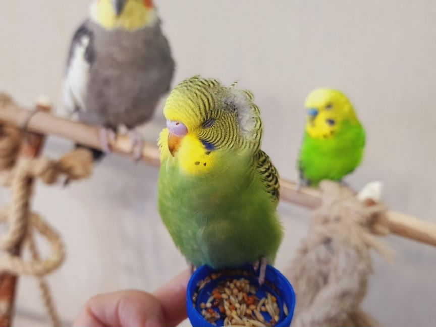 Птенцы волнистый попугай ручные