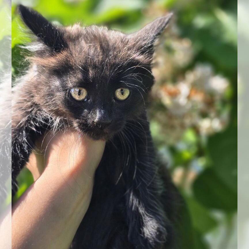 Мейн-кун котёнок