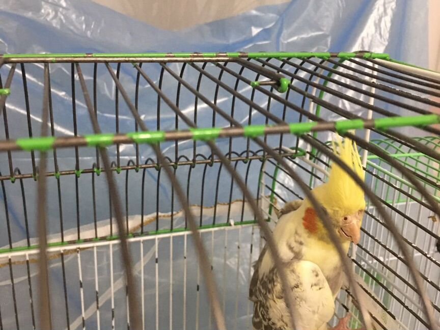 Попугай корелла мальчик