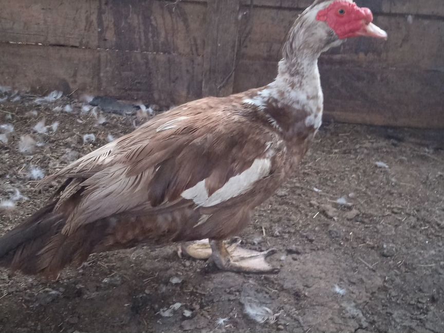 Индоутки и индоутята