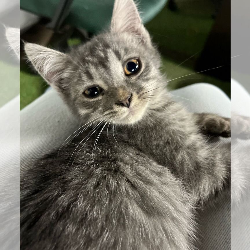 Котёнок в добрые руки