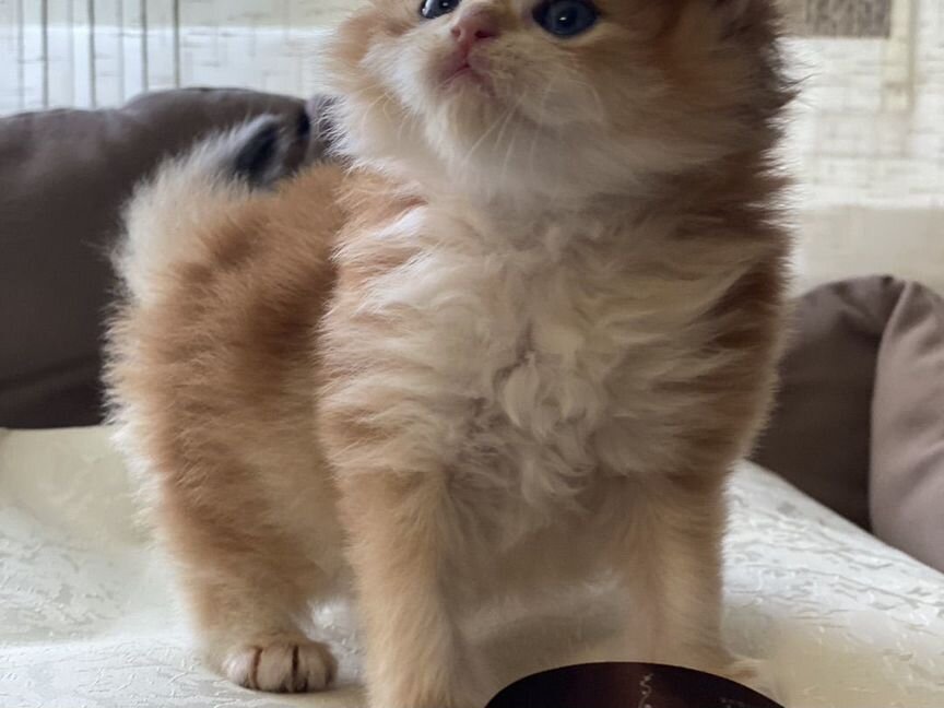 Котята золотая шиншилла