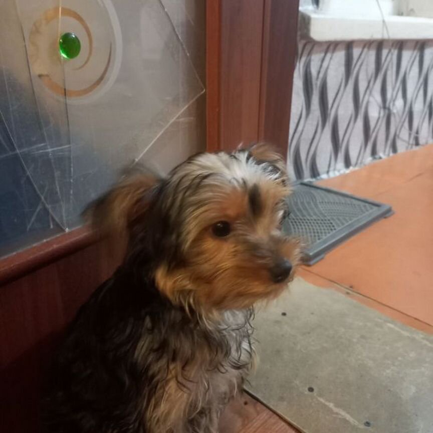 Йоркширский терьер