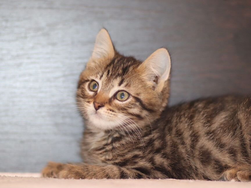 Котенок ищет дом