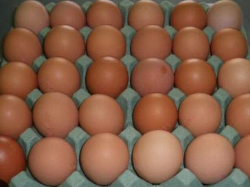 Инкубационное яйцо кур несушек