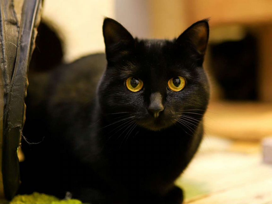 Кошечка Ночка