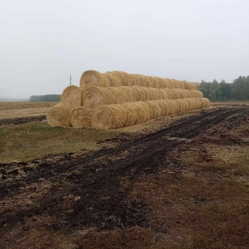 Солома ячменная, гороховая