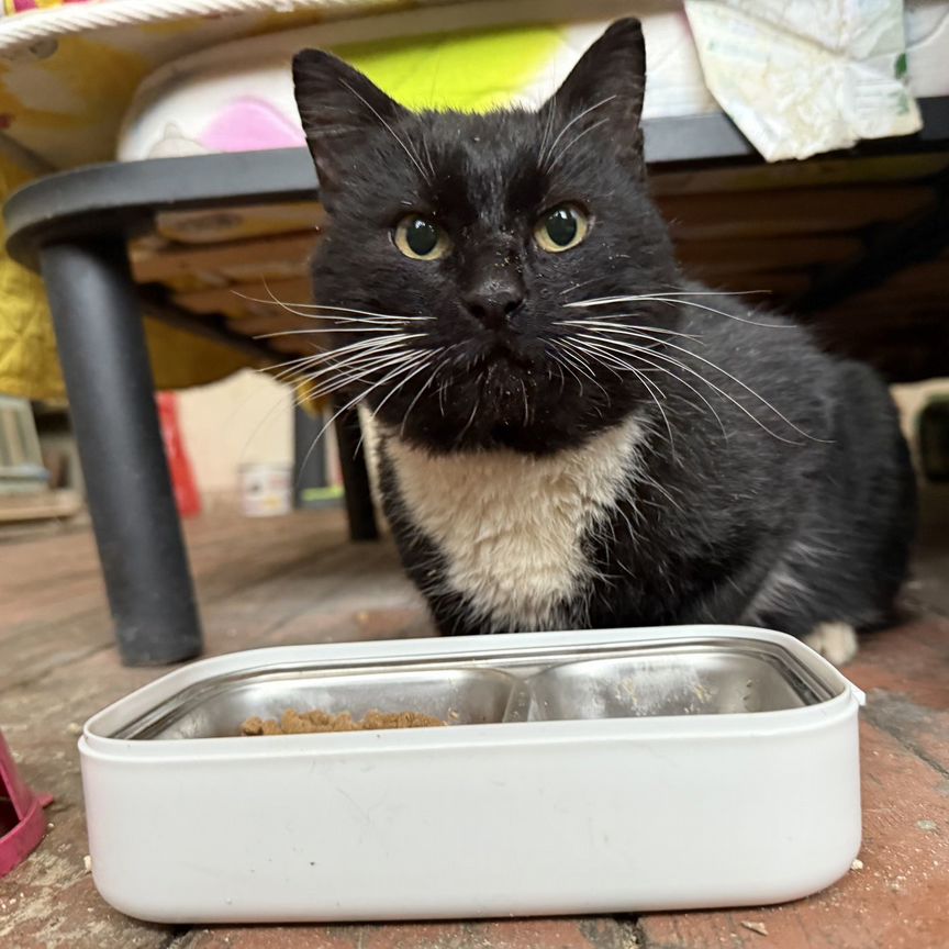 Взрослый кот в добрые руки