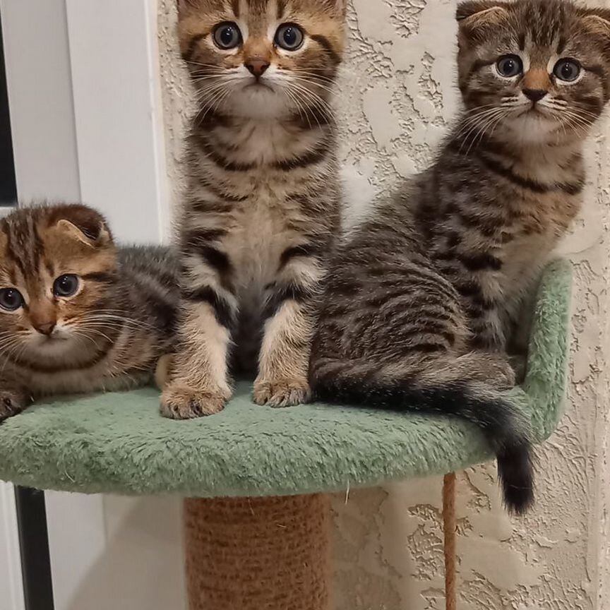 Котятки в добрые руки