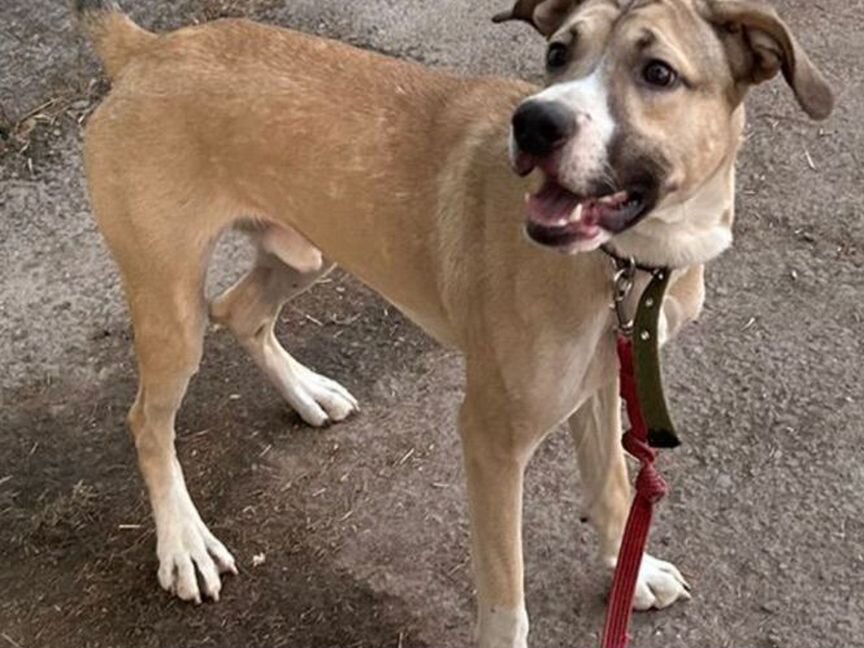 Собака в добрые руки