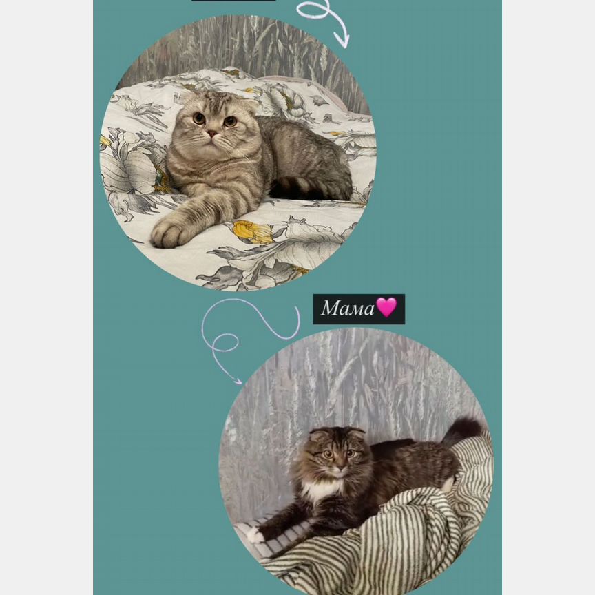 Котята