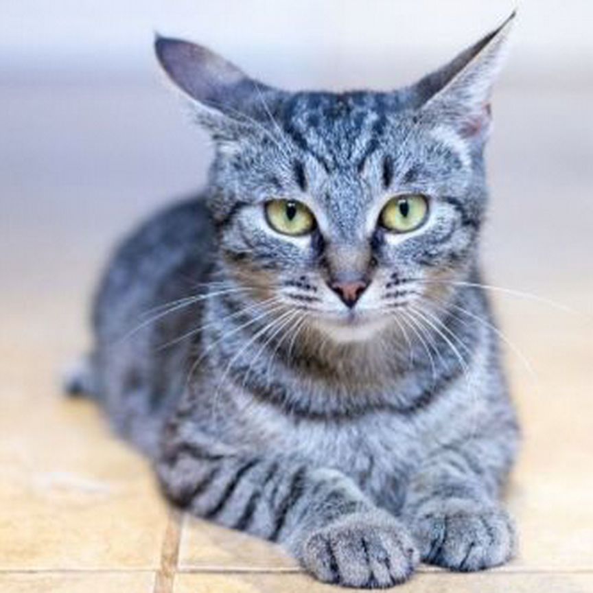 Нежная кошечка Роззи ищет дом. Лесной приют