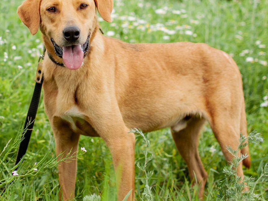 Солнечный Дик ждет тебя в приюте