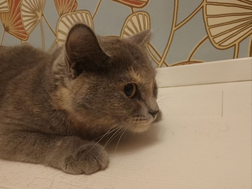 Красотка с персиковыми глазами ищет дом