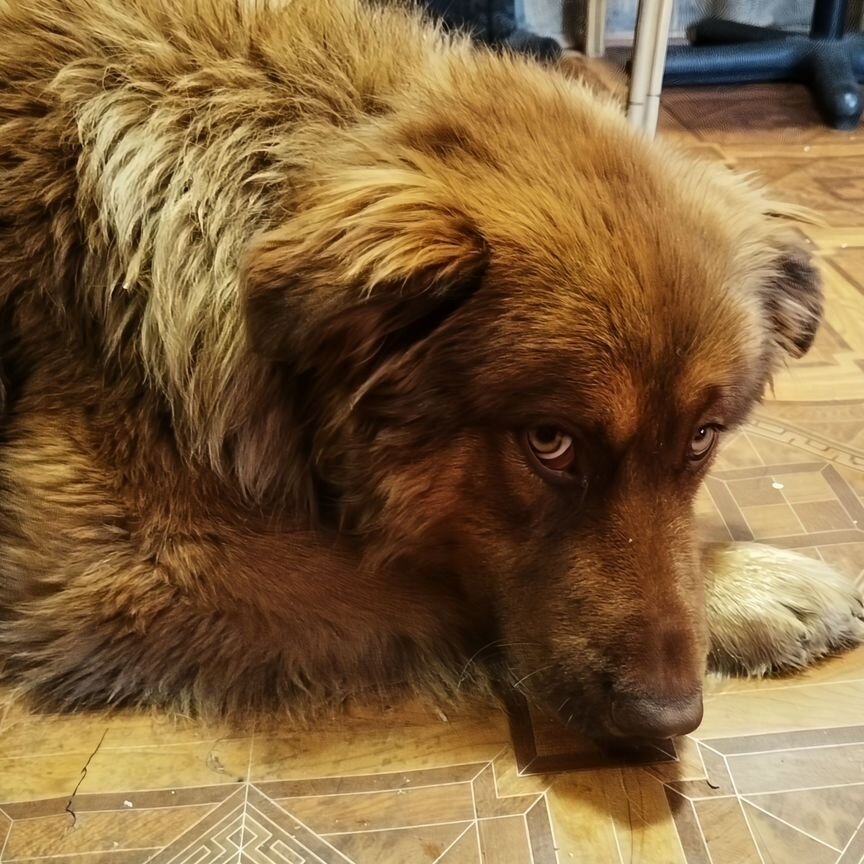 Австралийская овчарка, взрослый пёс