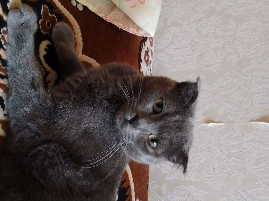 Кошка шотландская вислоухоя