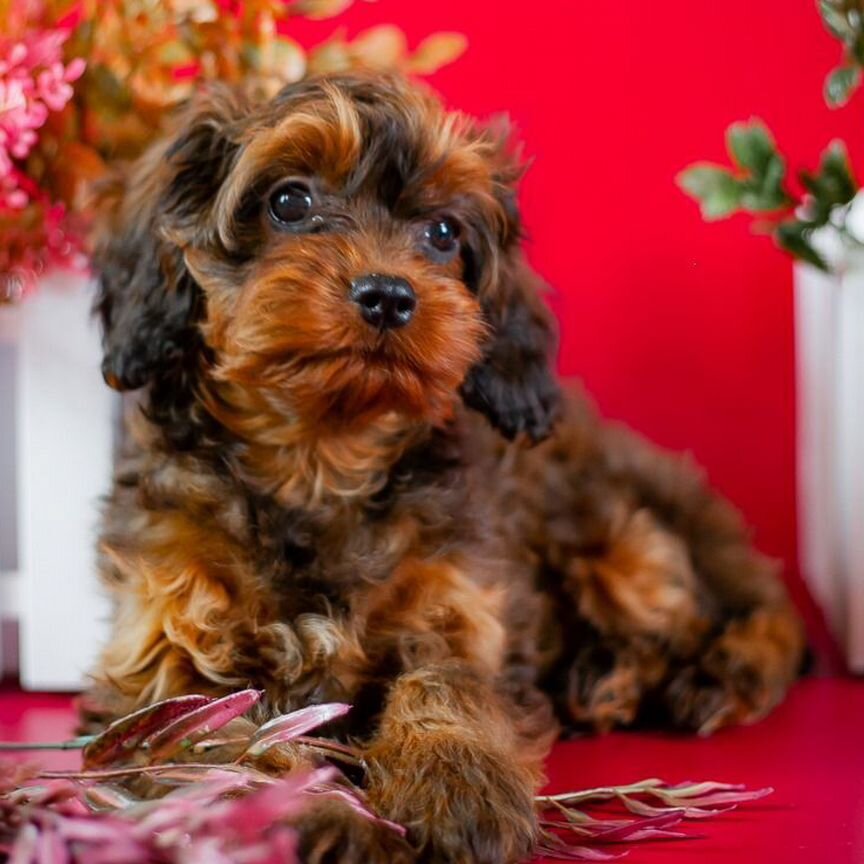 Кавапу, щенок