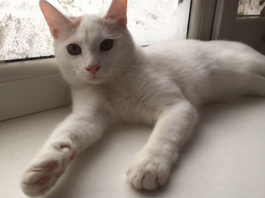 Котик 6 мес