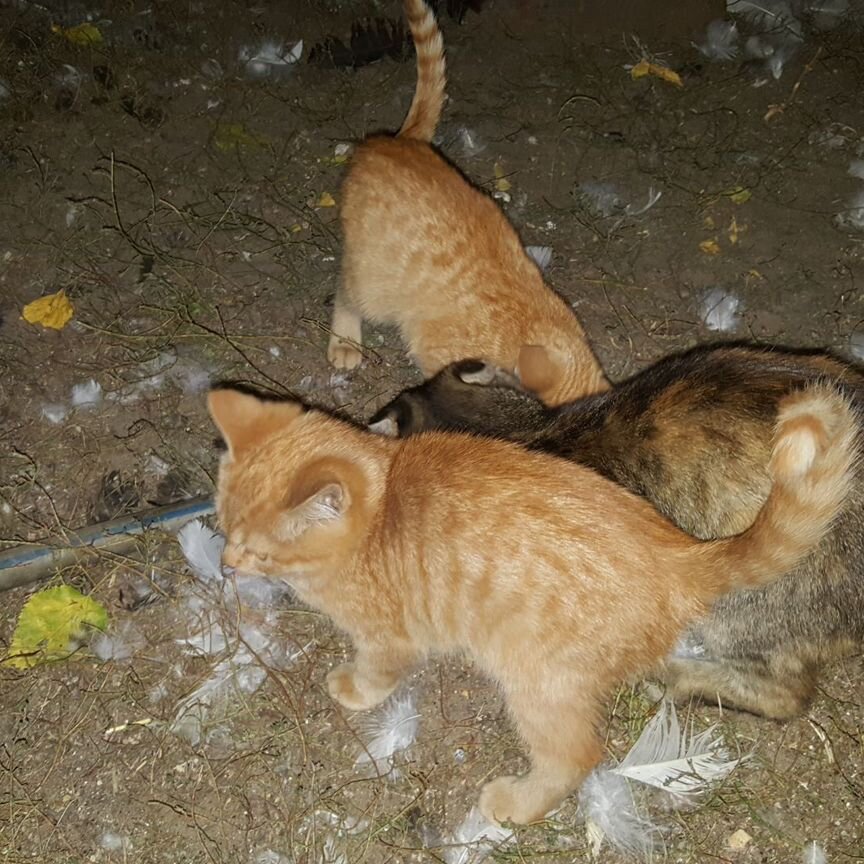 Отдам в добрые руки котят