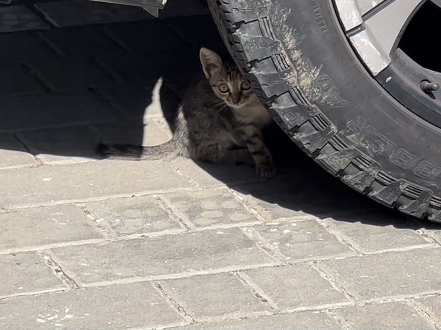 Котята в добрые руки