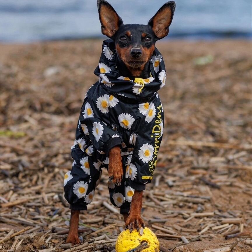 Комбинезон для собак