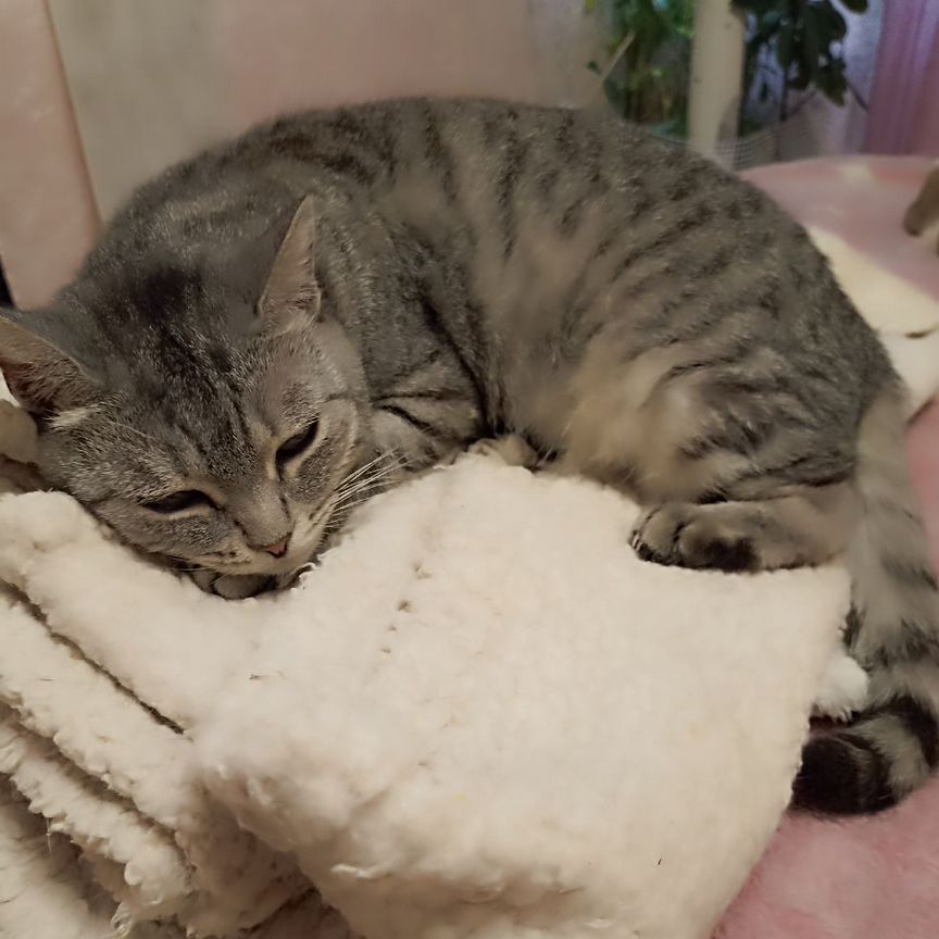 Взрослая кошка в добрые руки