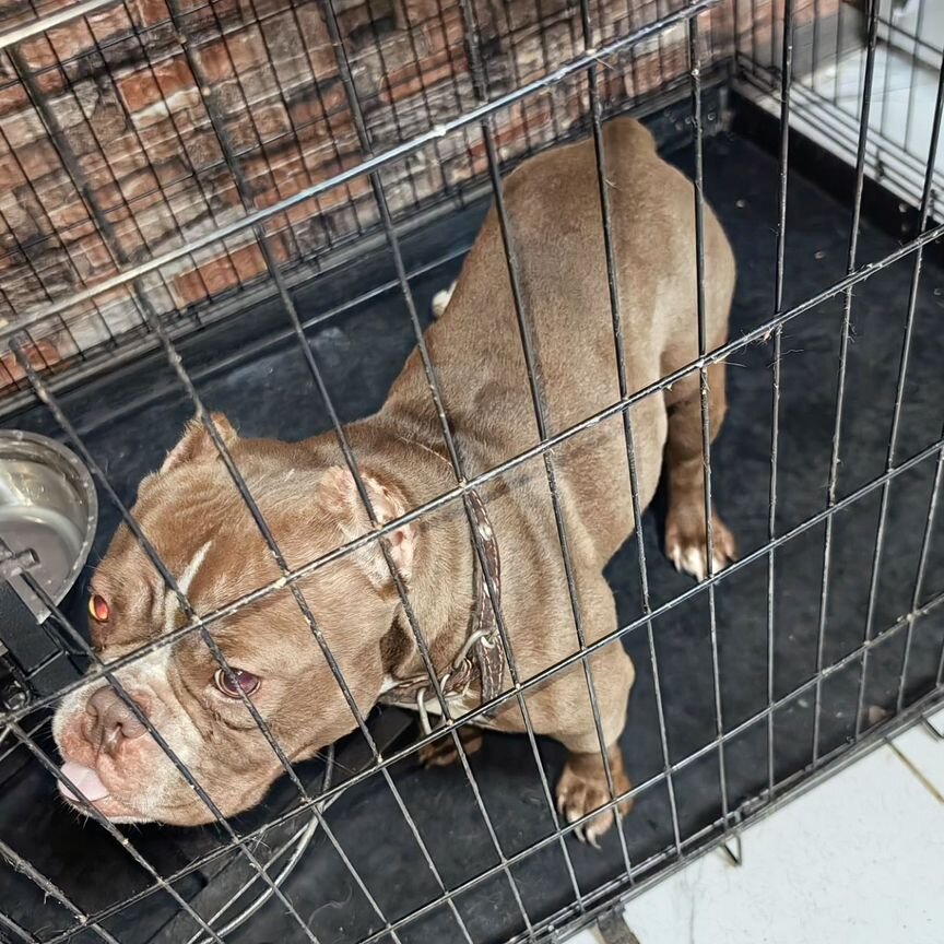 Американский булли Молли