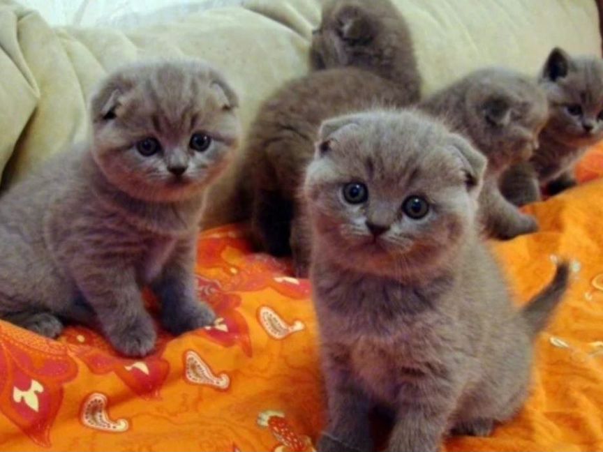 Шотландские вислоухие полосатики)