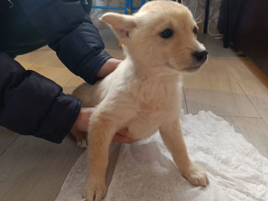 Щеночки малыши в добрые руки