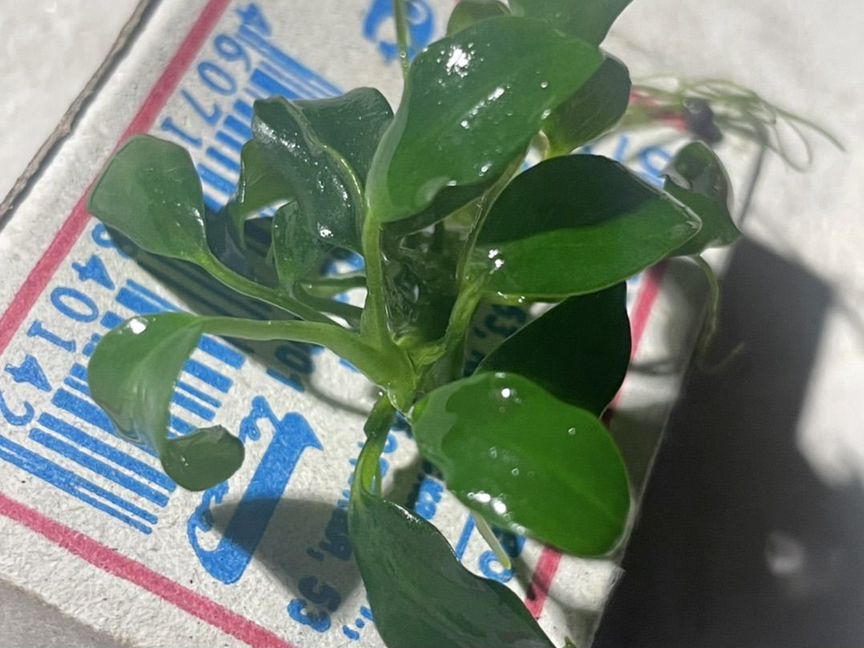 Анубиас нана петит