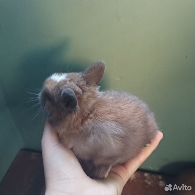 Декоративные крольчата