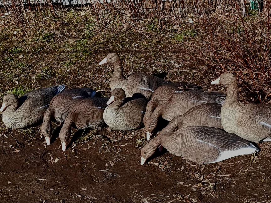 Чучела гусей для охоты