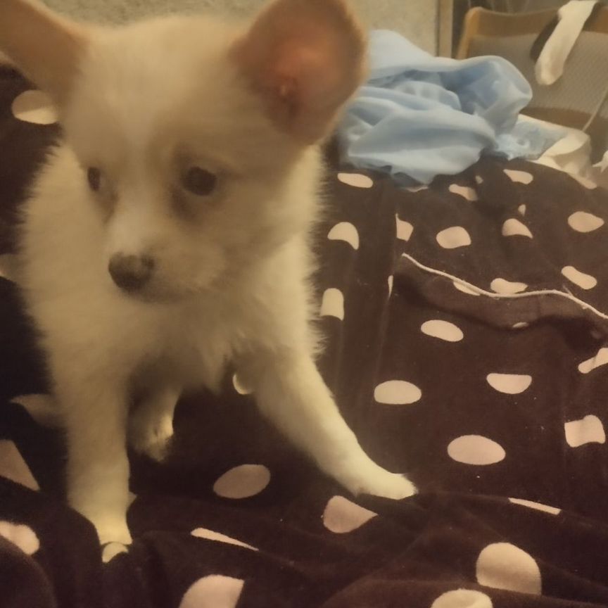 Щенок от частного владельца