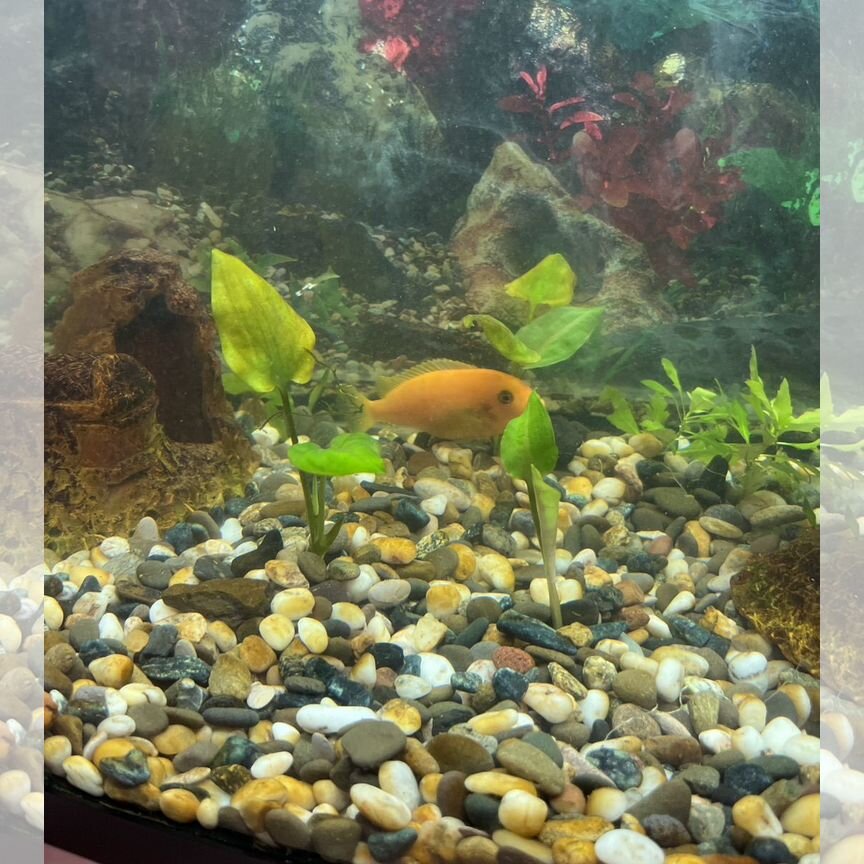 Аквариумные рыбы цихлиды