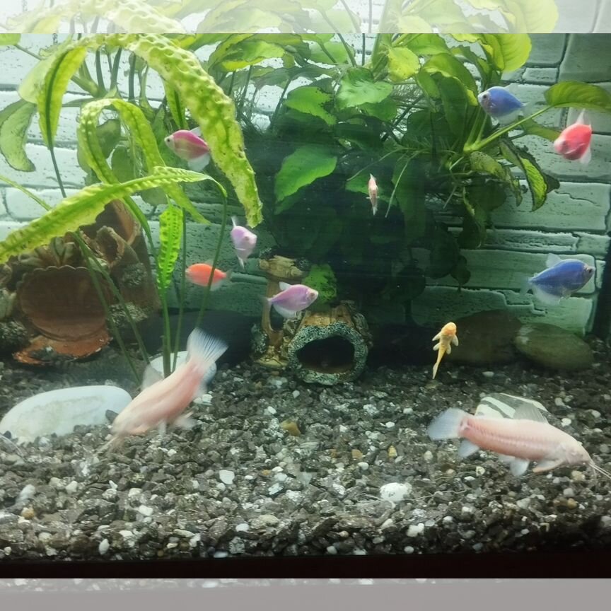 Сом таракатум альбинос