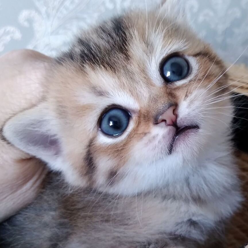 Шотландский золотой котик