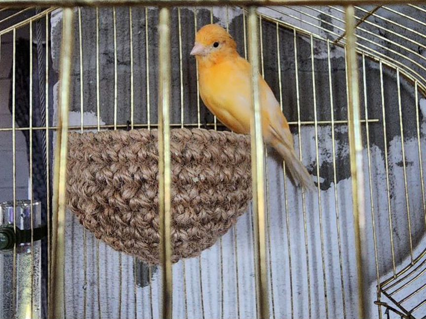 Кенара и канарейки