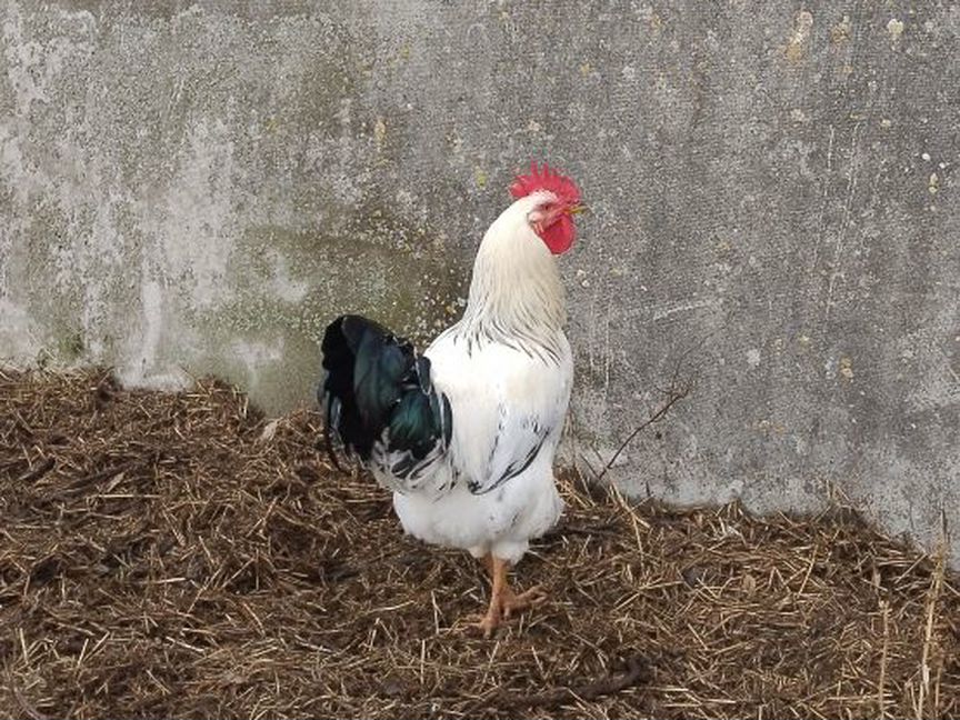 Адлерская серебристая и Орпингтон, мясо-яичные