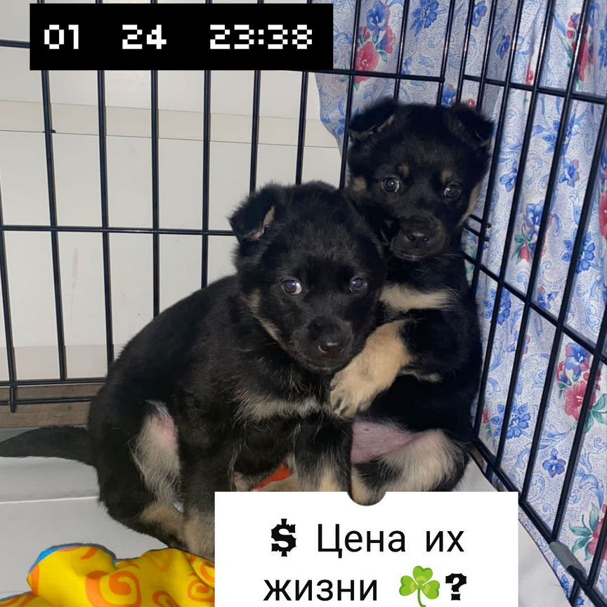 Щенок спасли от живодёров (в добрые руки)