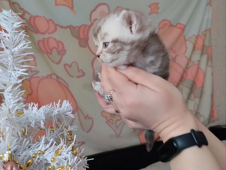 Шотландские вислоухие котята