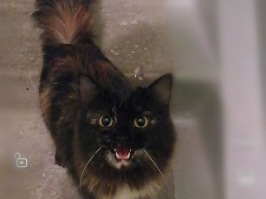 Кошка