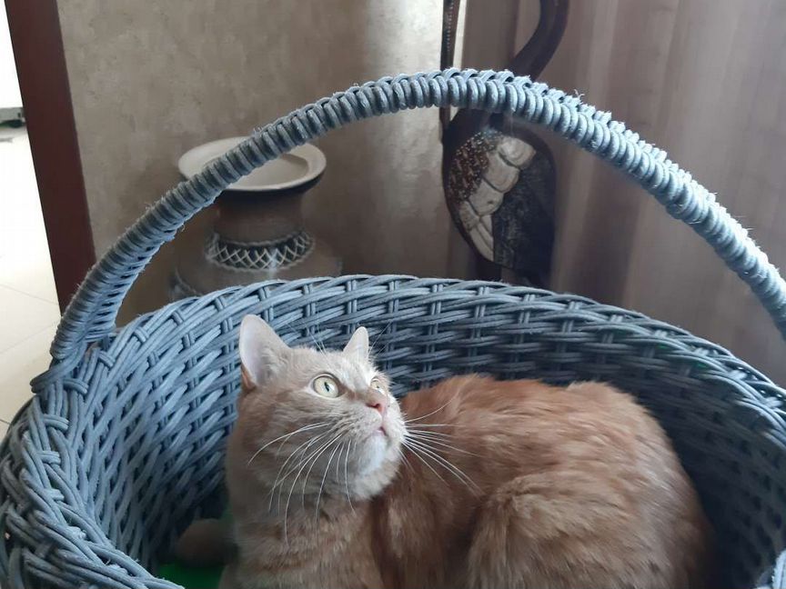 Лежанка для любимых няшек