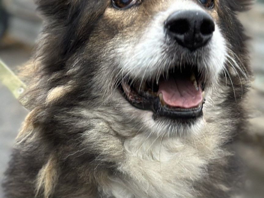 Приютский Хэппи почти ничего не видит