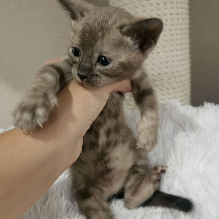 Бенгальские котята