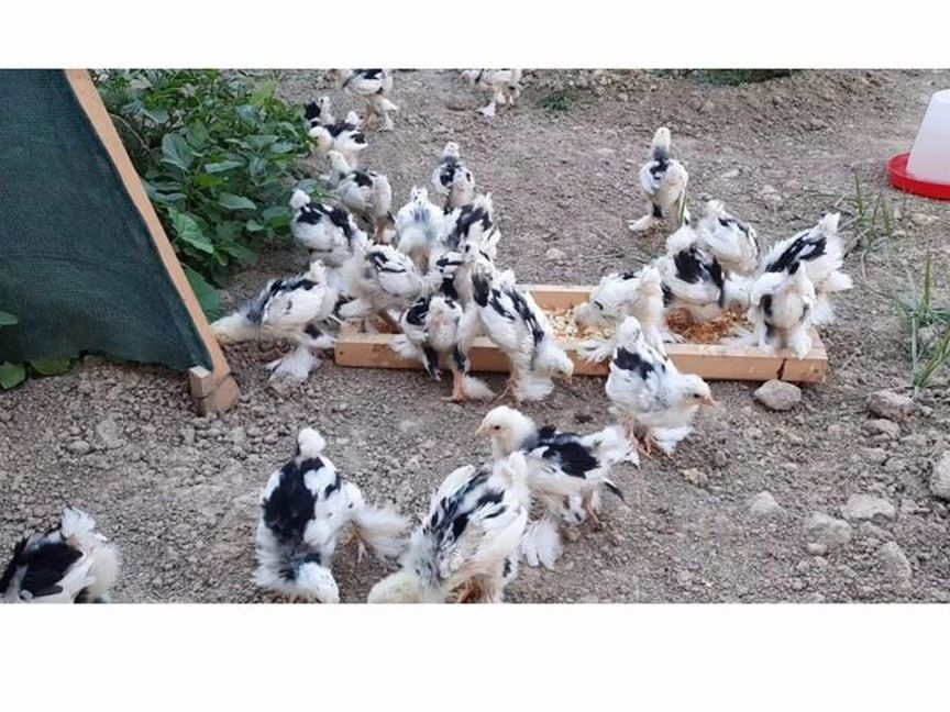 Циплята брама