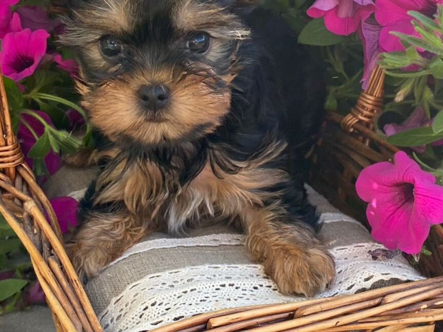 Йорки-красавцы